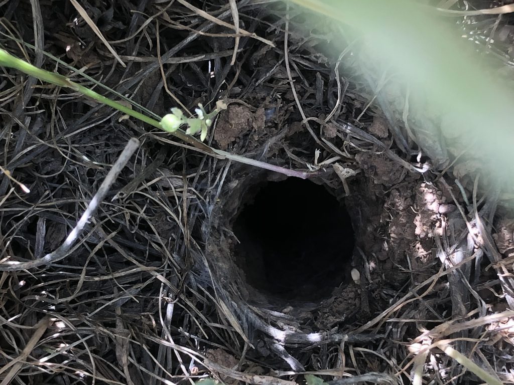 Persian Gold Tarantula: a new species from Iran for Tarantula ...