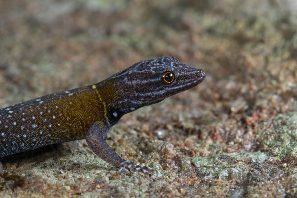 | Top 10 new species of 2024