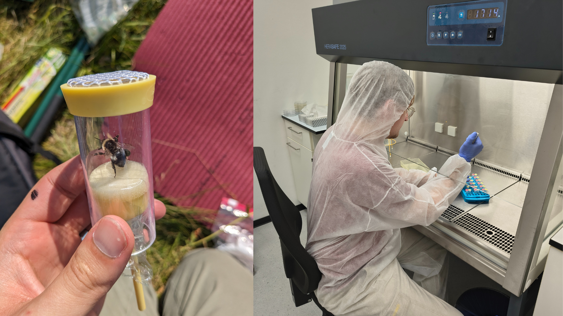 The bee’s knees: a new, non-lethal way to study pollinator networks