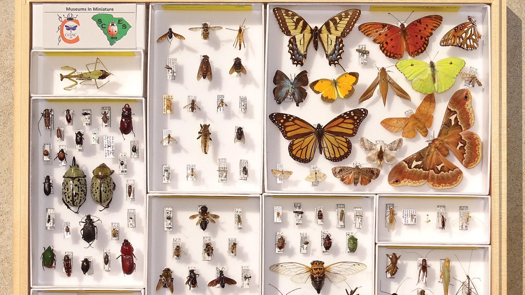 Bugs in drawers: entomological outreach collections and their role in ...