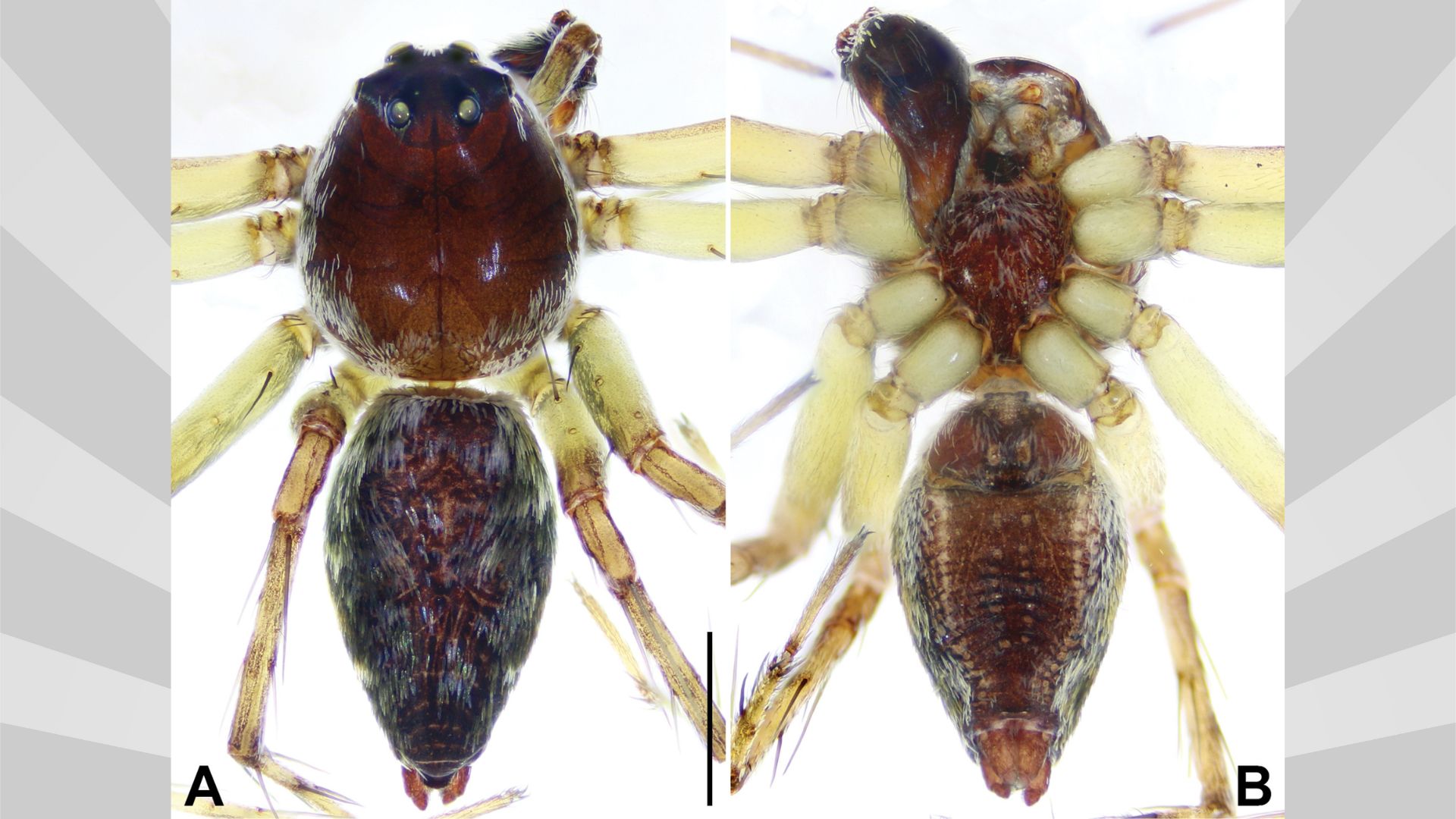 A new spider genus named after Shuqiang Li | Blog